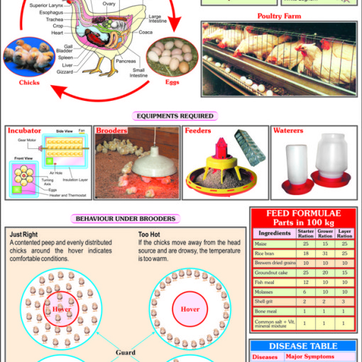 Poultry Chart, Poultry Chart Manufacturer, Hospital Poultry Chart ...